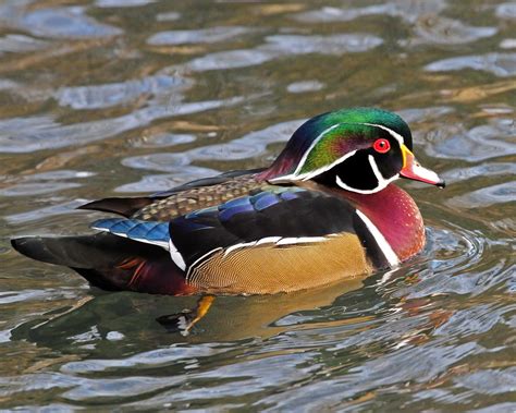 Hen Wood Duck