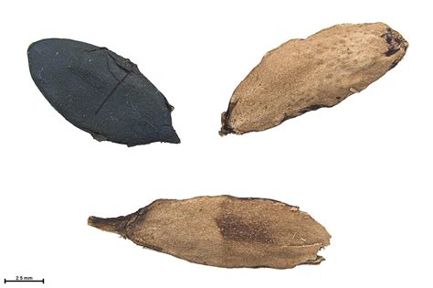 Sicyos Albus Seeds Of Hawaii