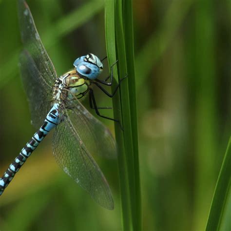 Download Dragonfly Pictures