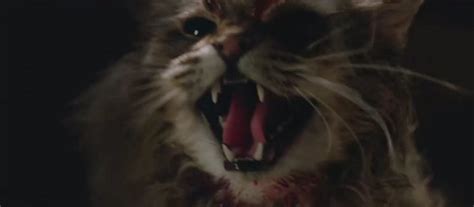 Pet Sematary 2019 Cinema Cats