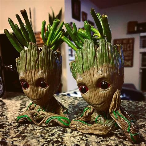 The Ultimate Guide To Caring For Your Ogre Ear Succulent