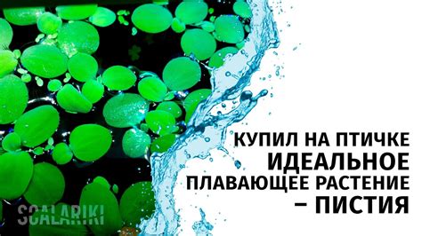 Пистия. Купил на птичке неприхотливое плавающее аквариумное растение ...