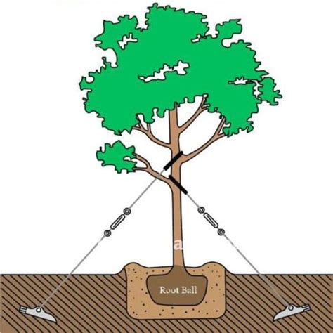 Tree Anchor Kit High Quality Tree Anchor Kit On Tree Anchor Kit High Quality Tree Anchor Kit On