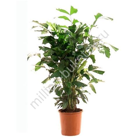 Кариота купить в магазине Миллион Букетов | Доставка по Москве