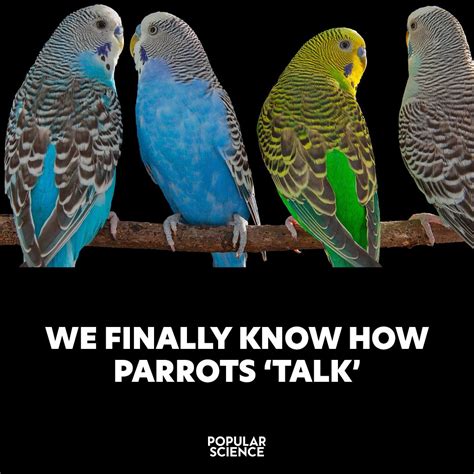 Nature Study Reveals Parallels In Vocal Production Between Parrots And