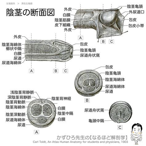 陰茎の断面図 黒澤一弘 解剖生理学国試対策講座