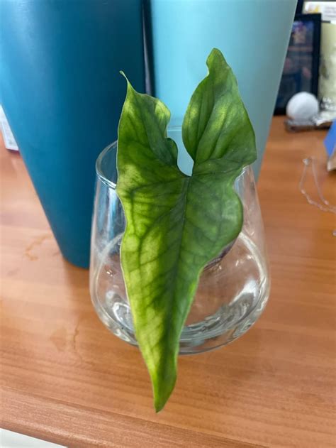 Bare Node Propagation Rpropagation