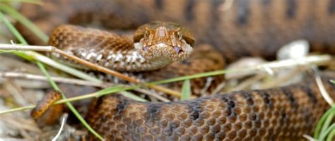 The Deadly Asp Critter Science