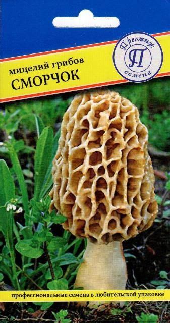 Сморчок (мицелий грибов). Его называют королем грибов - купить по ...
