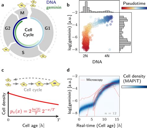 Mapit Recovers Cell Cycle Dynamics A Schematic Of The Cell Cycle