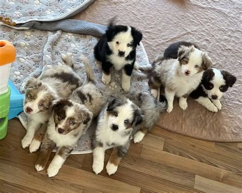 15 Photos Of Mini Aussie Puppies That Make Everyone Fall In Love