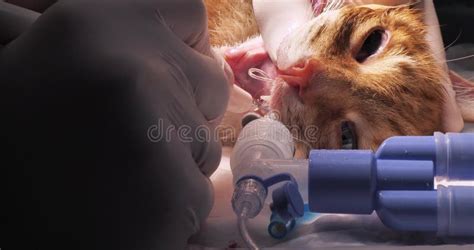 A Cat with Stomatitis Undergoes Tartar Removal Under Anesthesia. Veterinarian Dentist Clean the ...