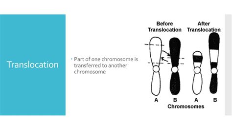Mutations Ppt Download