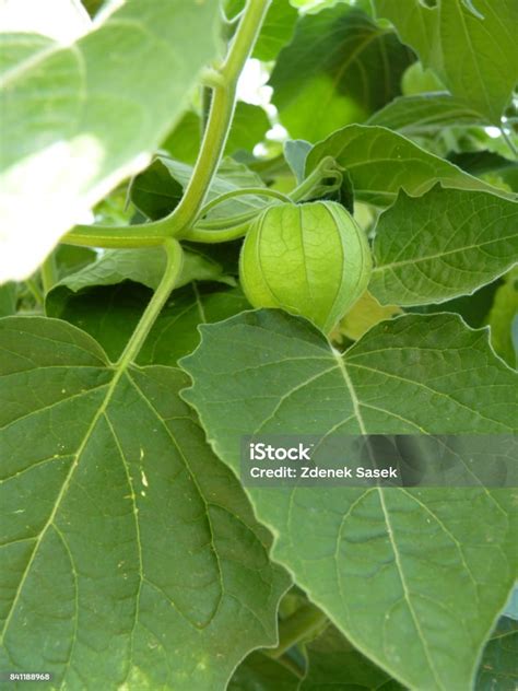 Cape Gooseberry Plant