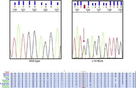Electropherogram Of Genomic Dna Fragment Containing The Novel Download Scientific Diagram