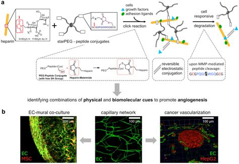 A Maleimide Functionalized Heparin Units React With Terminal Thiol