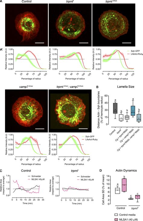 Trpml Modulates Actomyosin Cytoskeleton Structure And Dynamics A