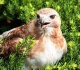 Red Tailed Hawk Description Habitat Image Diet And Interesting Facts