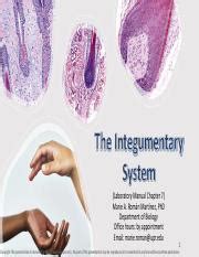 Understanding The Integumentary System Functions Hair Course Hero
