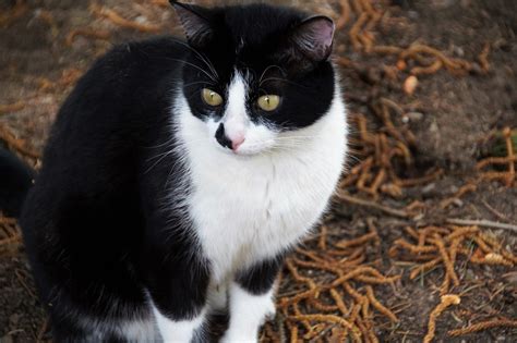 Kat Haar Zwart En Wit Ogen Van De Gratis Foto Op Pixabay Pixabay