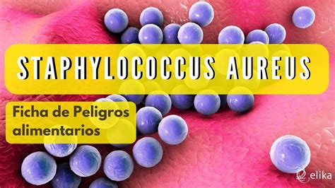 Estafilococos Aureus Implicaciones En La Salud Y Más Enfermedades