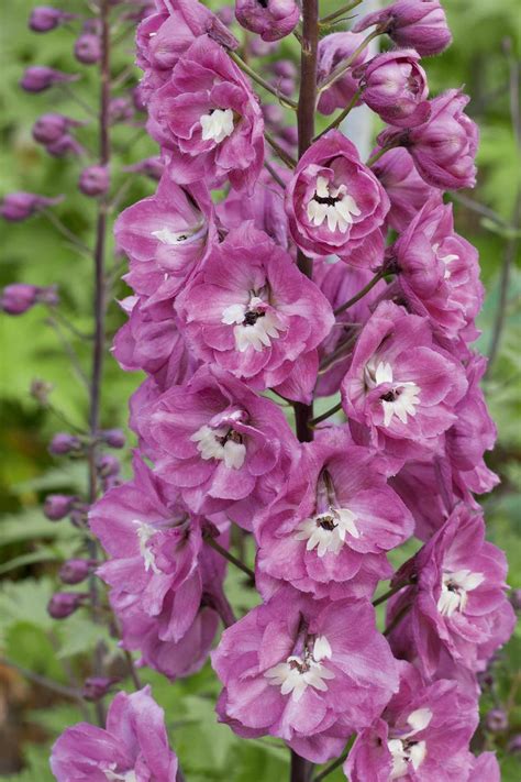 How To Grow Delphiniums Which Ones To Plant Where To Place Them And How To Make Them Thrive