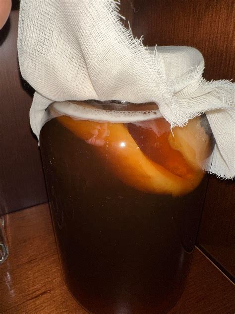 My Scoby Is Still Folded… Not A Problem Right R Kombucha