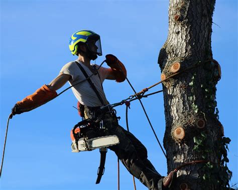 Reliable Cable Bracing Services For Tree Stability