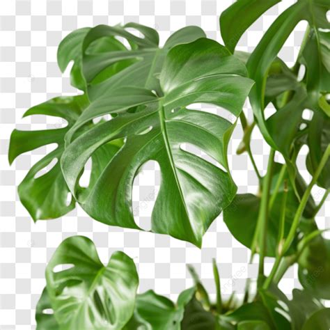 우아한 몬스테라 델리시오사monstera Deliciosa는 스위스 치즈 식물의 생동감 넘치는 녹색 잎을 남깁니다 몬스테라 잎 관엽 식물 아이디어 이국적인 식물 잎