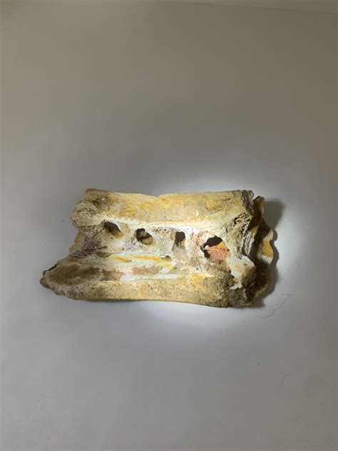 Spinosaurus Jaw Section Fossil Id The Fossil Forum