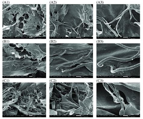Surface Microstructure Of Tuna Tendon Collagens As Vtc Download Scientific Diagram