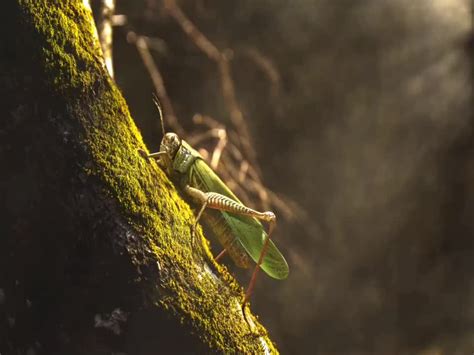 rahul prakash on linkedin blender blender3d blenderart 3d 3dart
