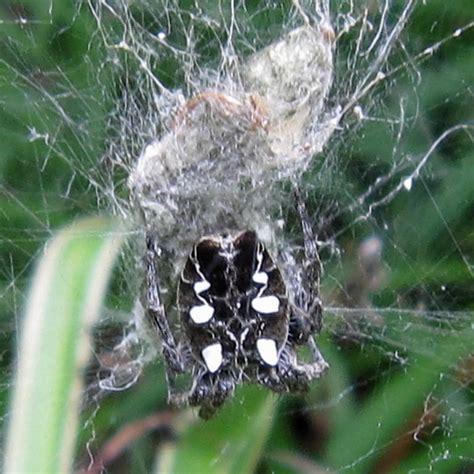 Tent Web Spider