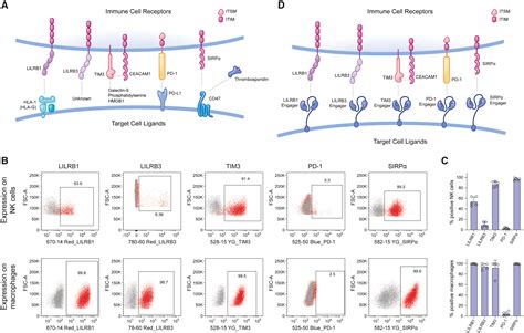 Synthetic Immune Checkpoint Engagers Protect Hla Deficient Ipscs And Derivatives From Innate