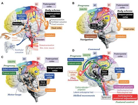 Physical The Role Of Cognition In Balance Control 📌balance Is The