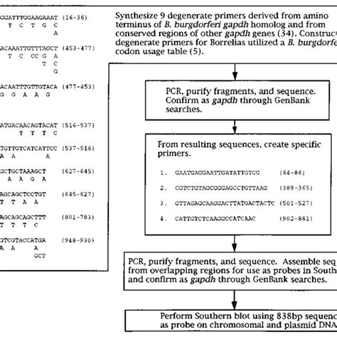 Degenerate PCR Primer Sequences And Schematic For The Strategy Used To Download Scientific