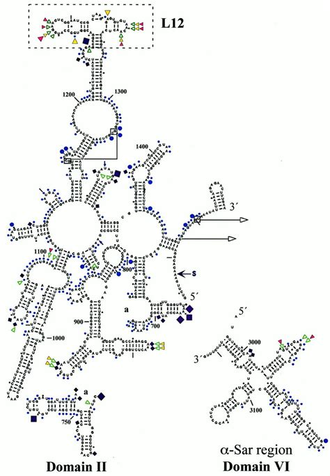 Secondary Structure Of The Scerevisiae 26 Rrna Domain Ii And The