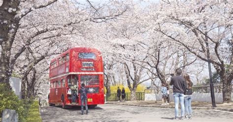 “d 한 달” 2019 전국 벚꽃 개화시기와 축제 일정 위키트리