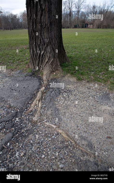 Roots Of A Tree Growing Under Asphalt Breaking It Stock Photo Alamy