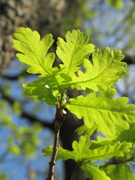 Junge Eiche Stockbild Bild Von Unternehmen Barke Schönheit 7858643