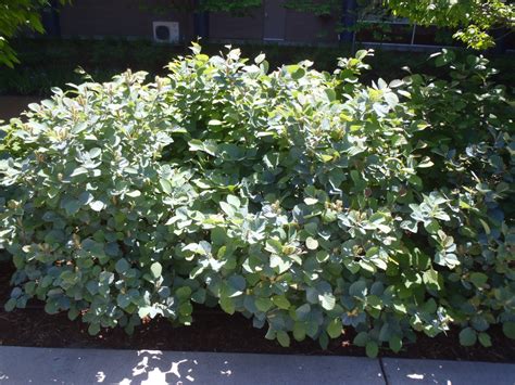 Fothergilla Gardenii Leaf
