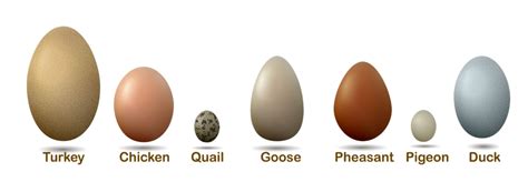 Raising Pheasants Vs Chickens For Profit On Your Homestead Outdoor Happens Homestead