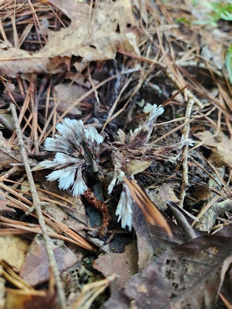 Interesting Fungus Ive Never Seen R Mycology