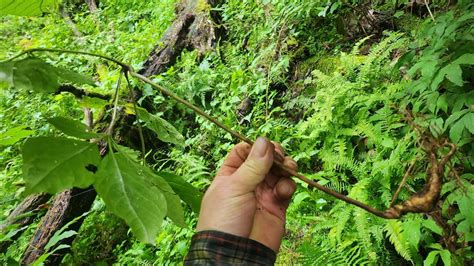 열대야계곡산행에서 본 4구심 Youtube