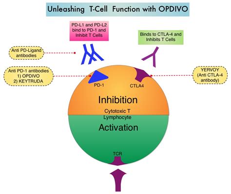 Fda Approves Opdivo® For Head And Neck Cancer Oncoprescribe