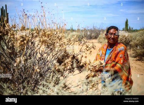 Native Women Of The Comcaac Tribe Or Series In The Search Of Pitahaya In The Sahuaros And Desert