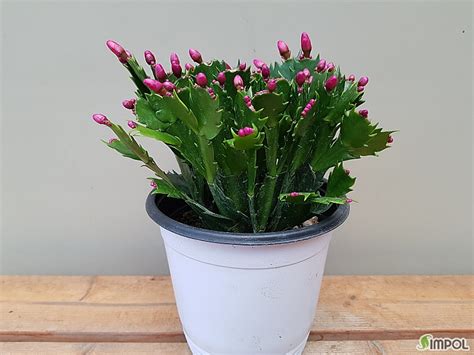 ♠게발선인장 빨강 꽃대수형 공기정화식물 오늘 초특가 상품 심폴