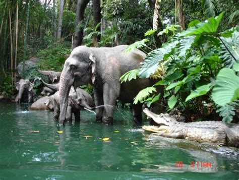 Disneyland Jungle Cruise