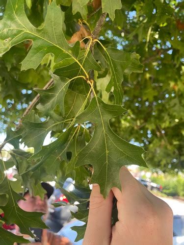 Plant Id Week 3 Photos Flashcards Quizlet