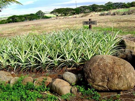 Plantfiles Pictures Ananas Bromeliad Species Common Edible Pineapple